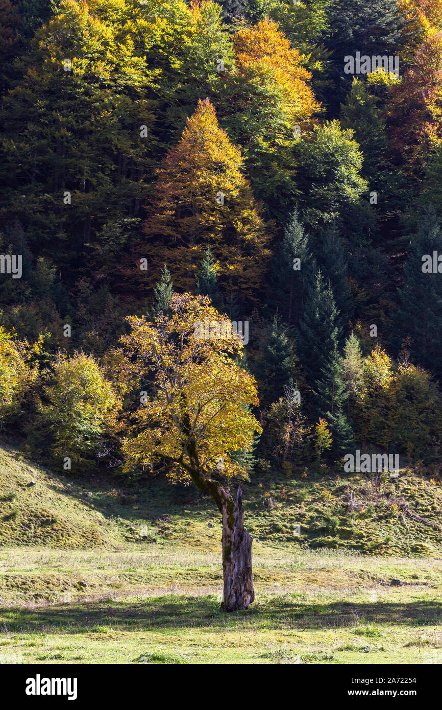 Old maple tree hi-res stock photography and images - Alamy