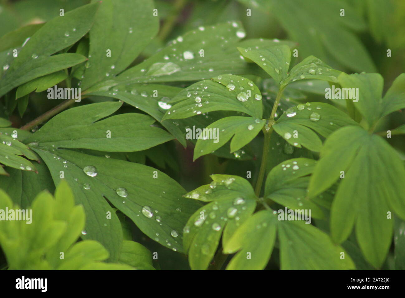 Droplets on a plant Stock Photo - Alamy