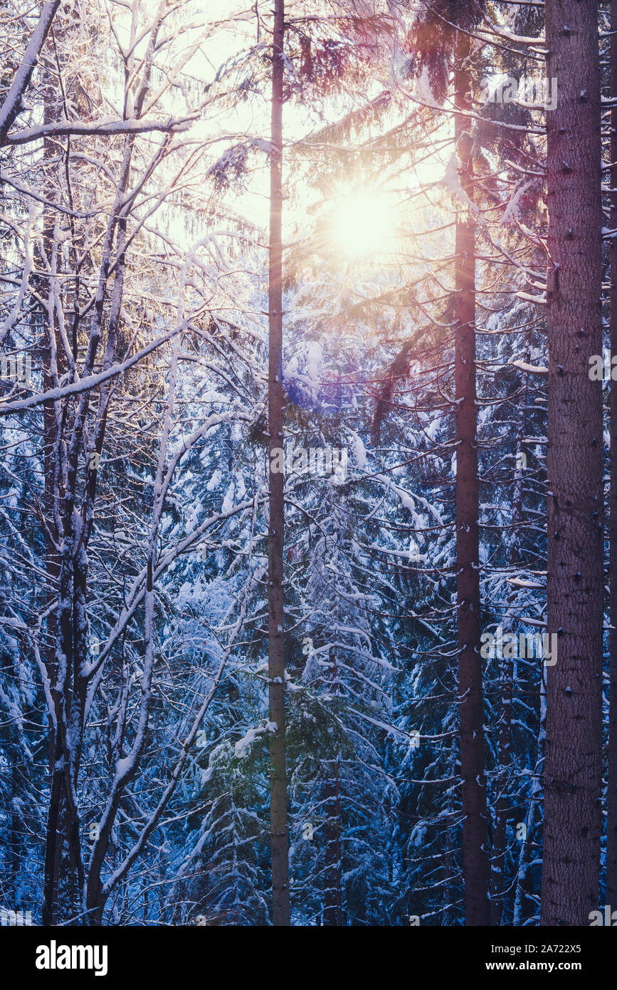 Sun shines through light spruce forest hi-res stock photography and ...