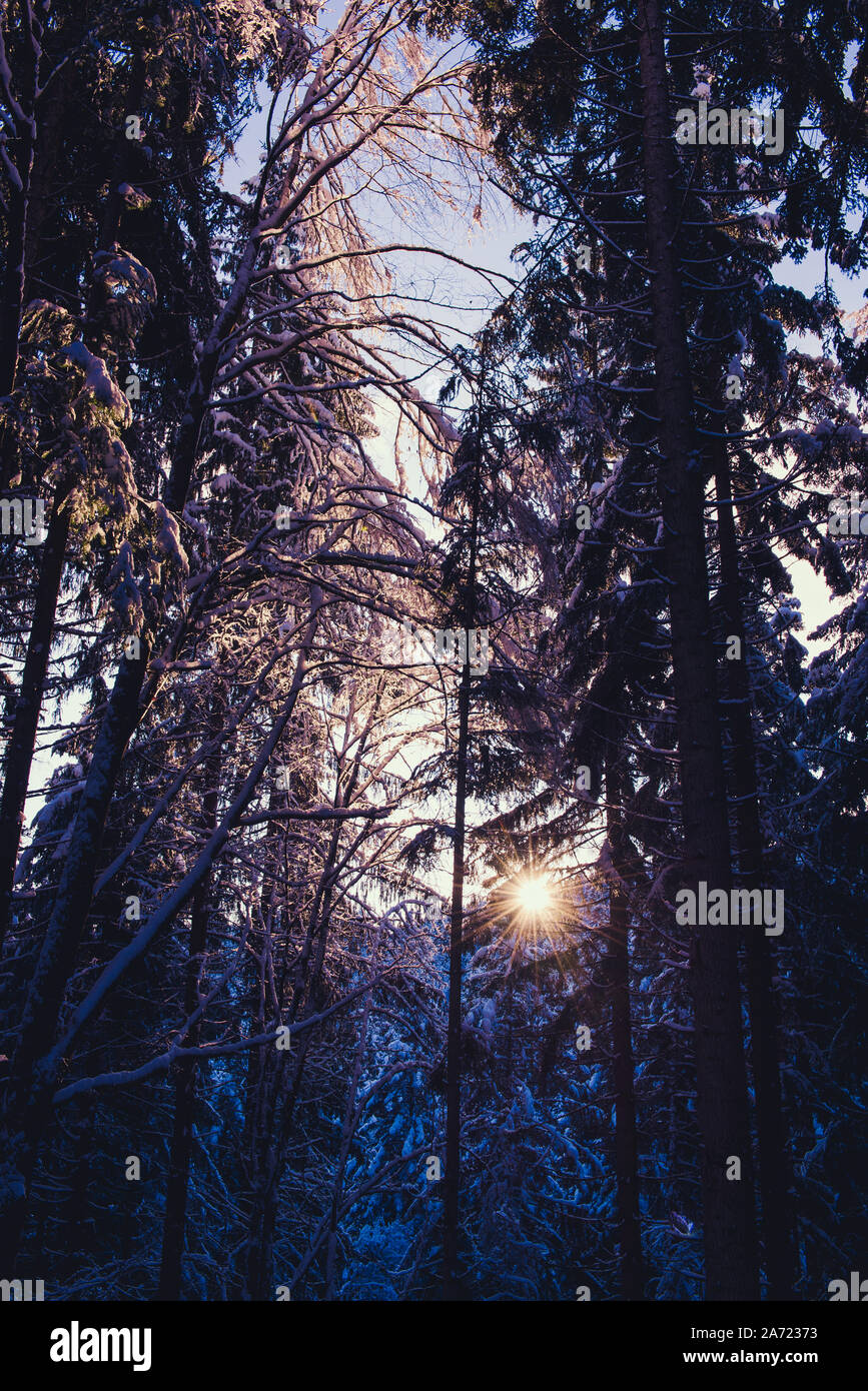 Sun Shines Through Snowy Forest, Winter Wonderland Stock Photo - Alamy