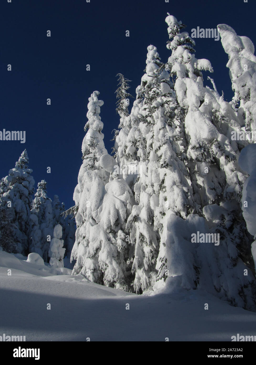 Fir trees, with a heavy covering of snow, stand against a dark blue sky ...