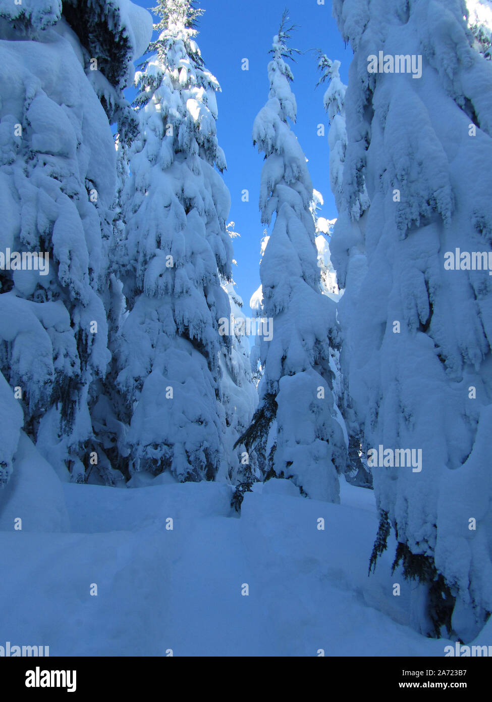Snow covered hemlock tree hi-res stock photography and images - Alamy