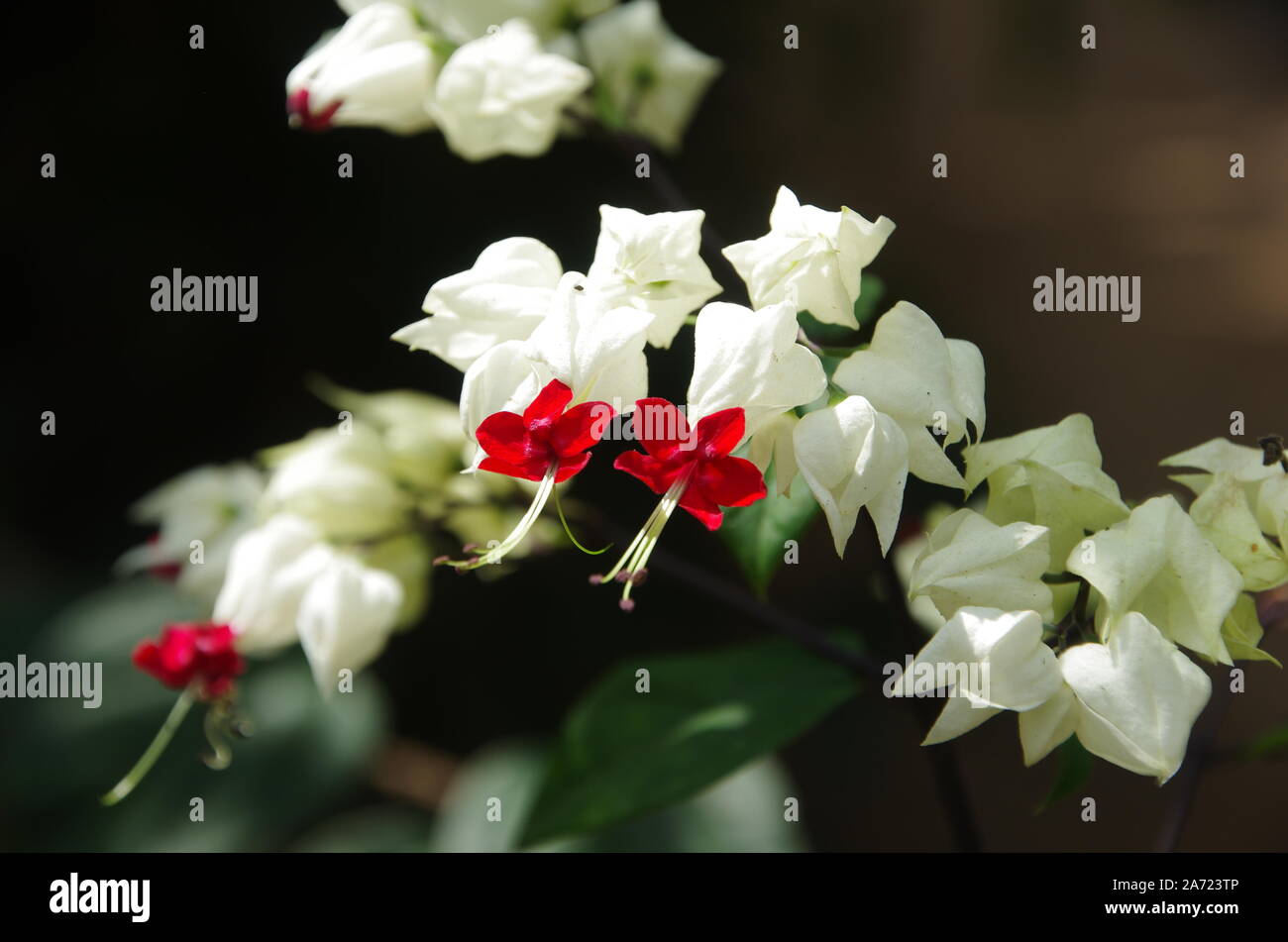Flowers on the Java island in Indonesia Stock Photo - Alamy