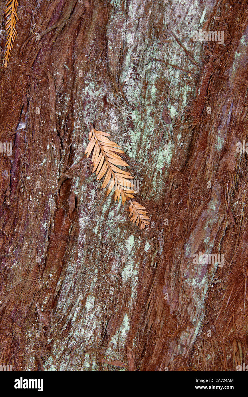 Coast Redwood - Sequoia sempervirens Detail of trunk with leaf and ...