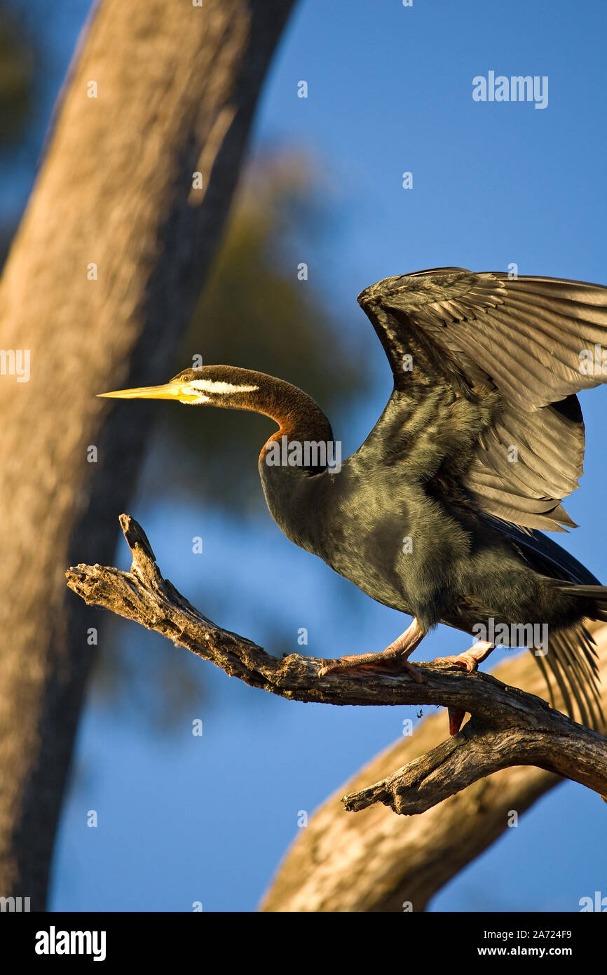Blue darter hi-res stock photography and images - Alamy
