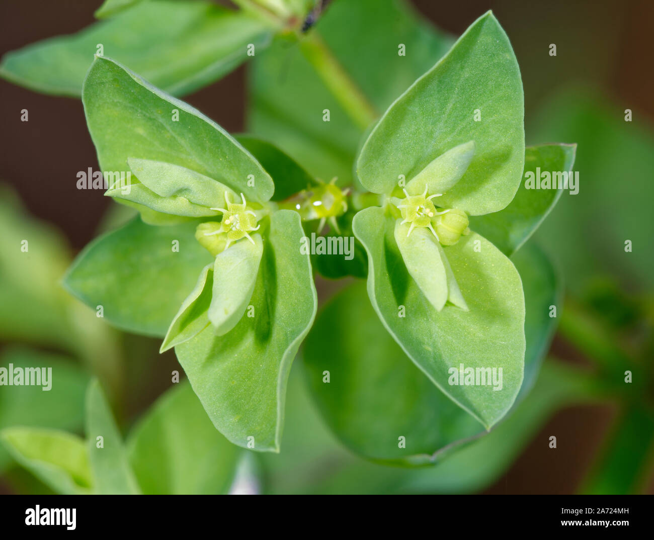 Petty Spurge - Euphorbia peplus Common Garden Weed Stock Photo - Alamy