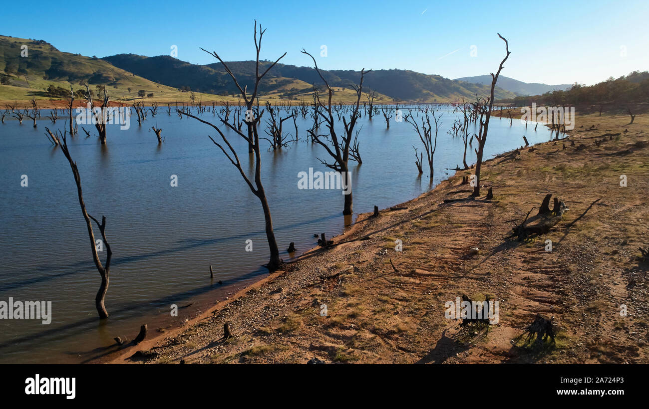 High angle of dead trees in Hume Reservoir, revealed by low water ...