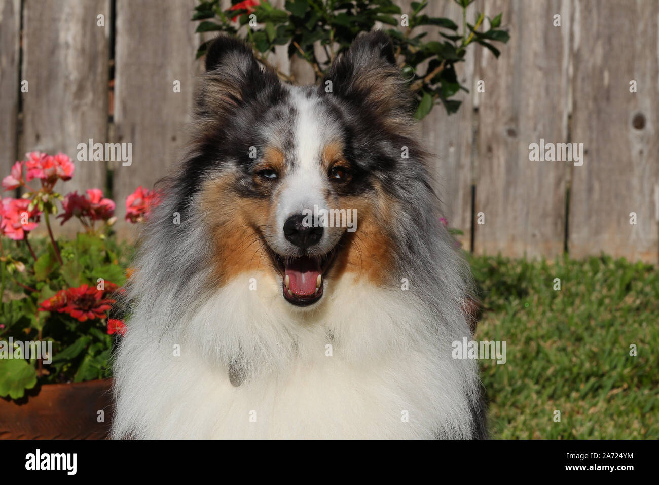 Smiling Shetland Sheepdog High Resolution Stock Photography and Images ...