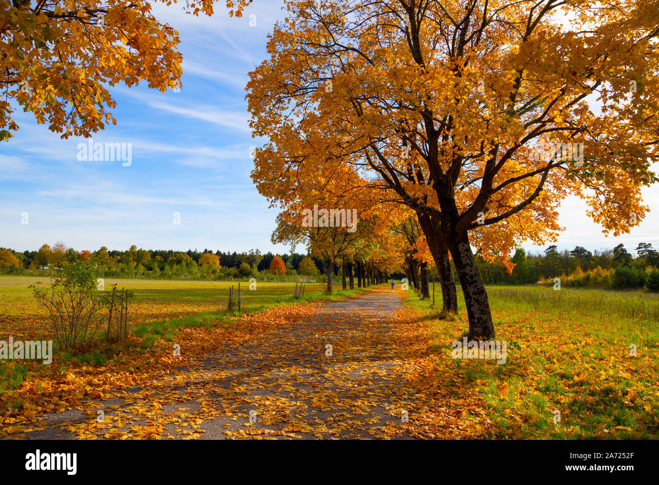 Trees with beautiful scenery hi-res stock photography and images - Alamy