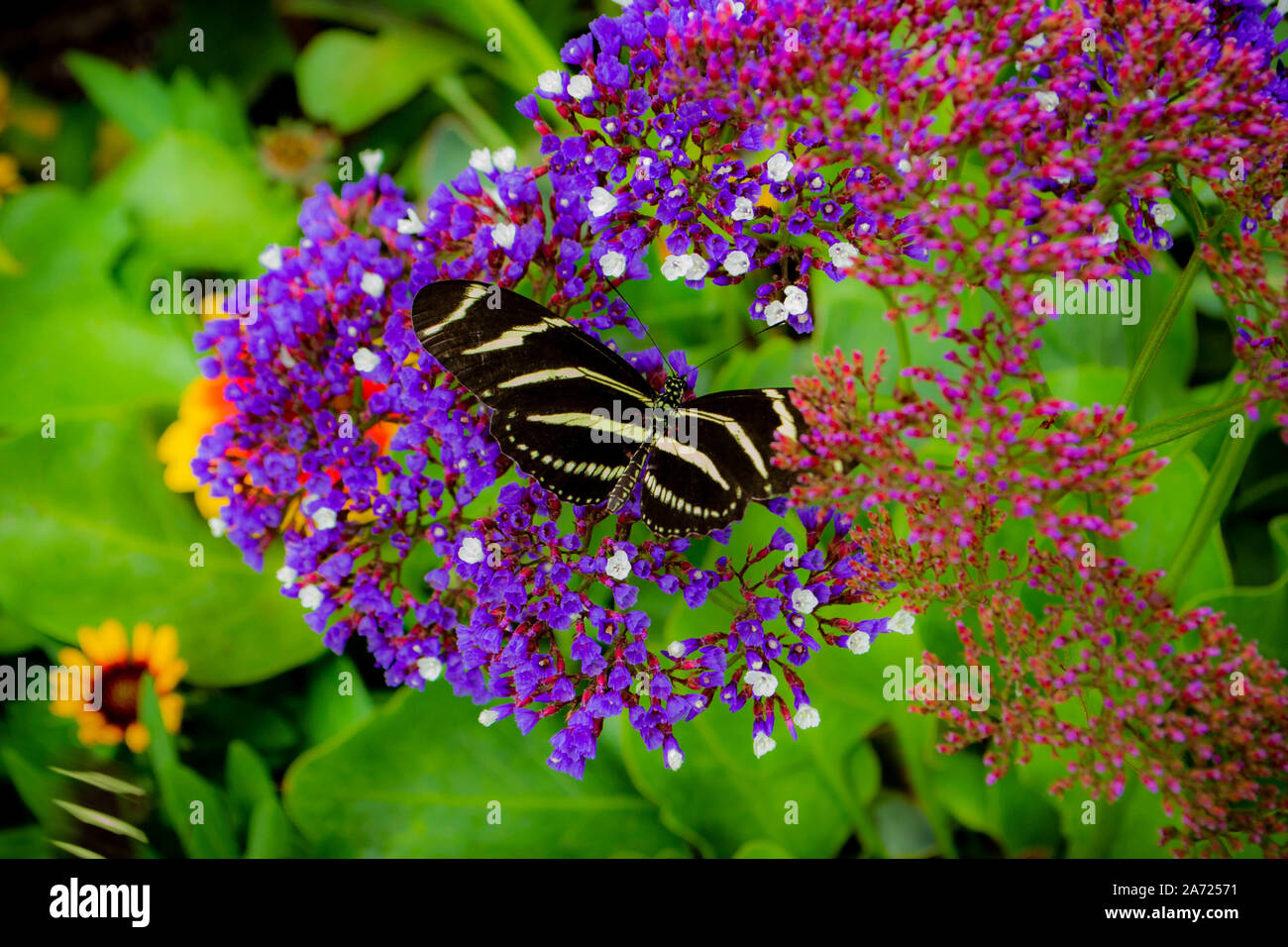 Zebra in spring hi-res stock photography and images - Alamy