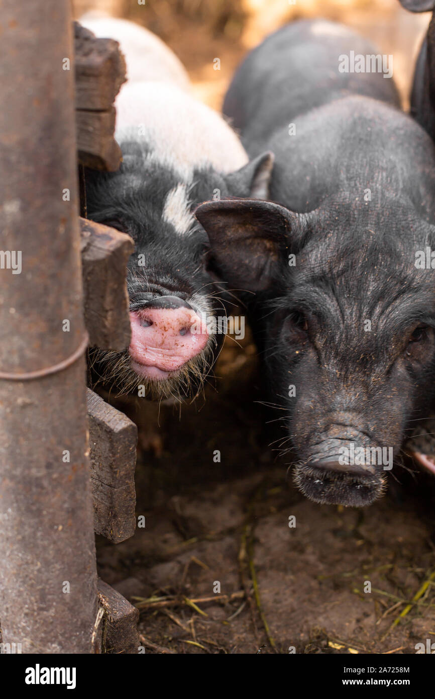 Pigs family in pigsty, dirty and happy. Farm life Stock Photo - Alamy