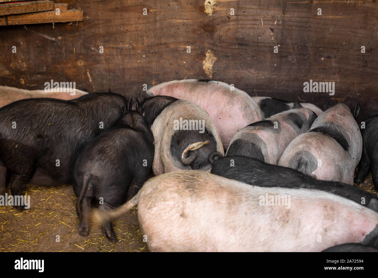 Pigs family in pigsty, dirty and happy. Farm life Stock Photo - Alamy