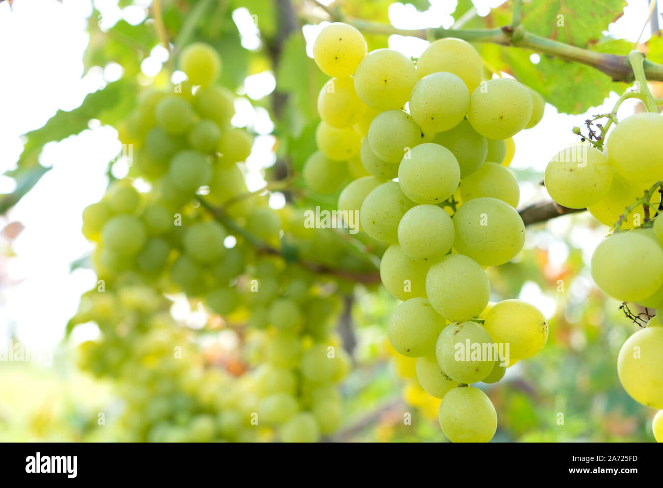 intertwined juicy fruit of grapes in a green garden Stock Photo - Alamy