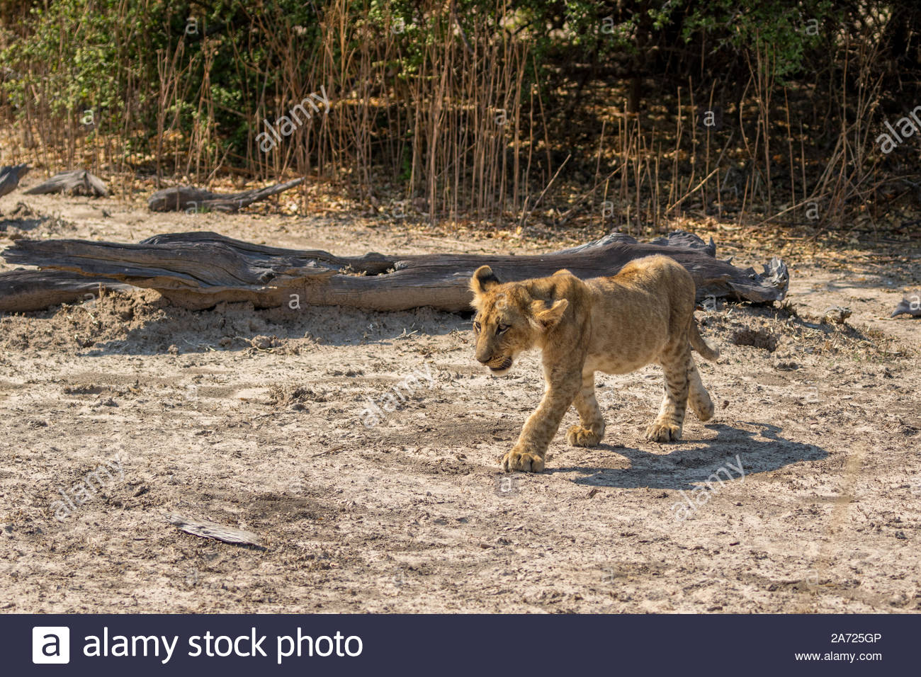 Lion With Full Stomach High Resolution Stock Photography and Images - Alamy