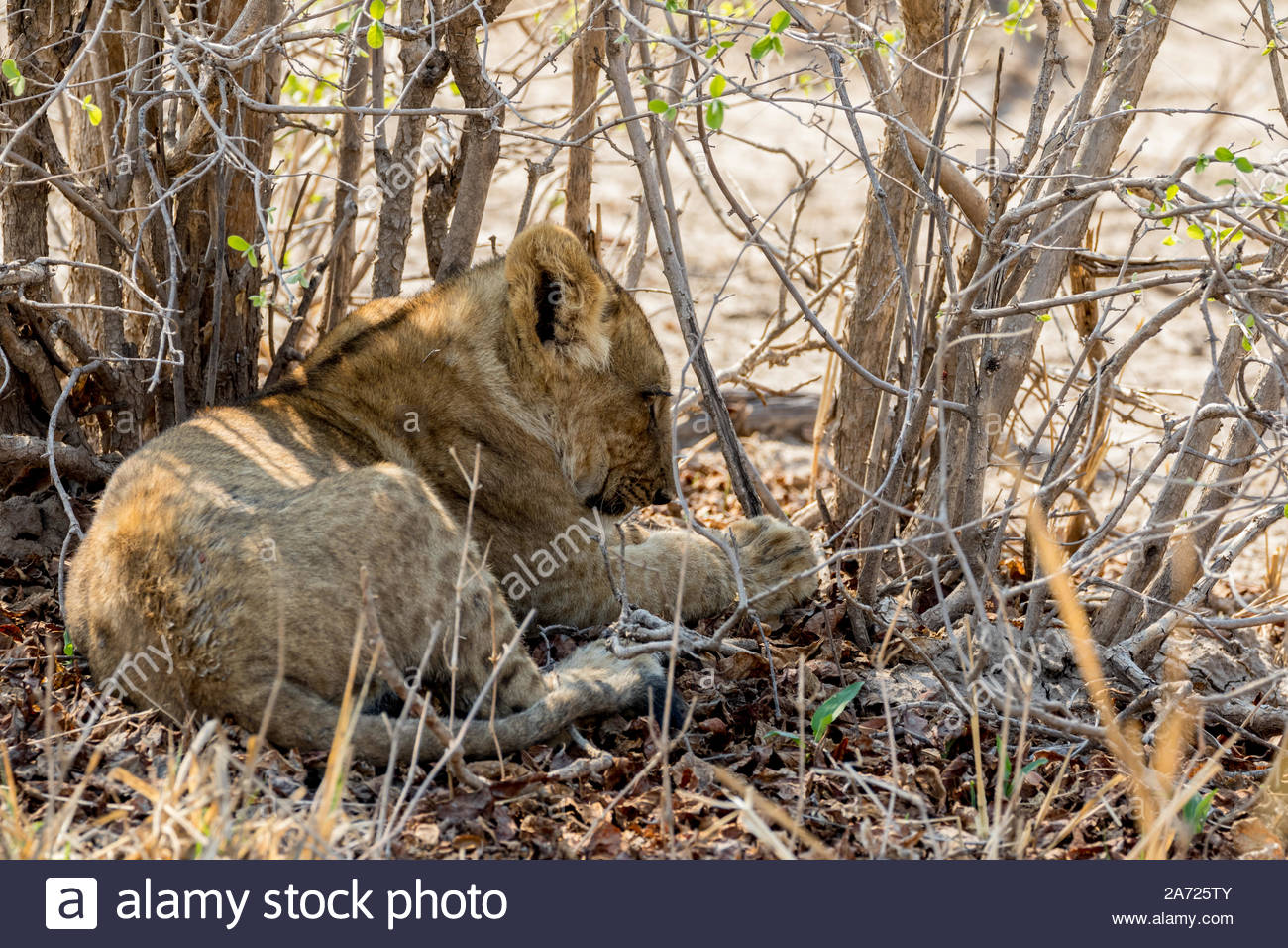 Lion With Full Stomach High Resolution Stock Photography and Images - Alamy