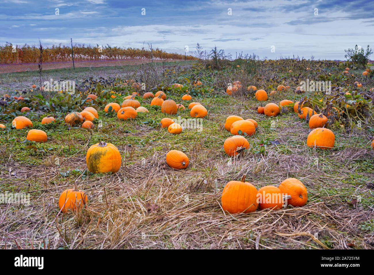 Halloween pumpkins rural farm hi-res stock photography and images - Alamy