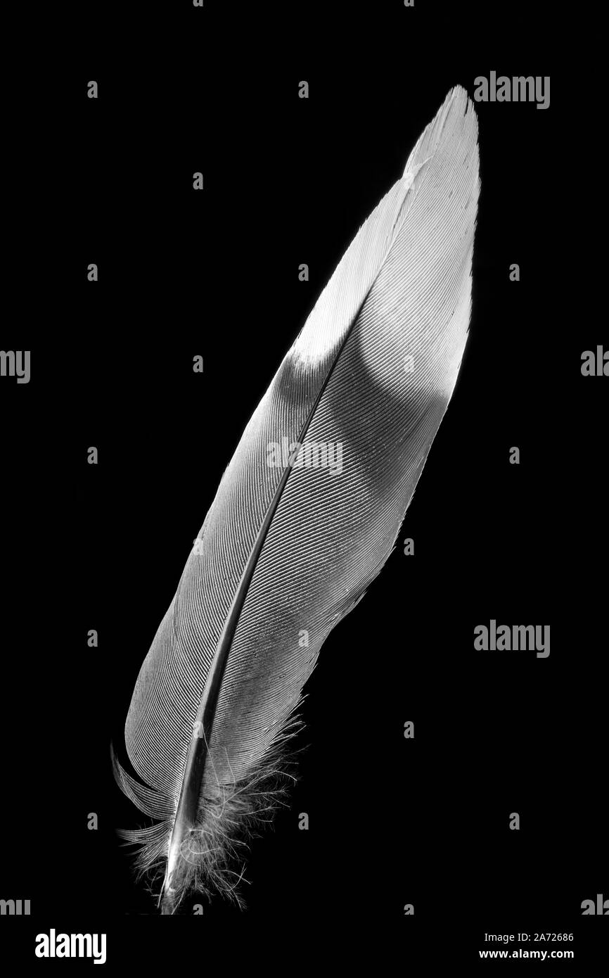 Mourning dove tail feather on black background. It is a member of the ...