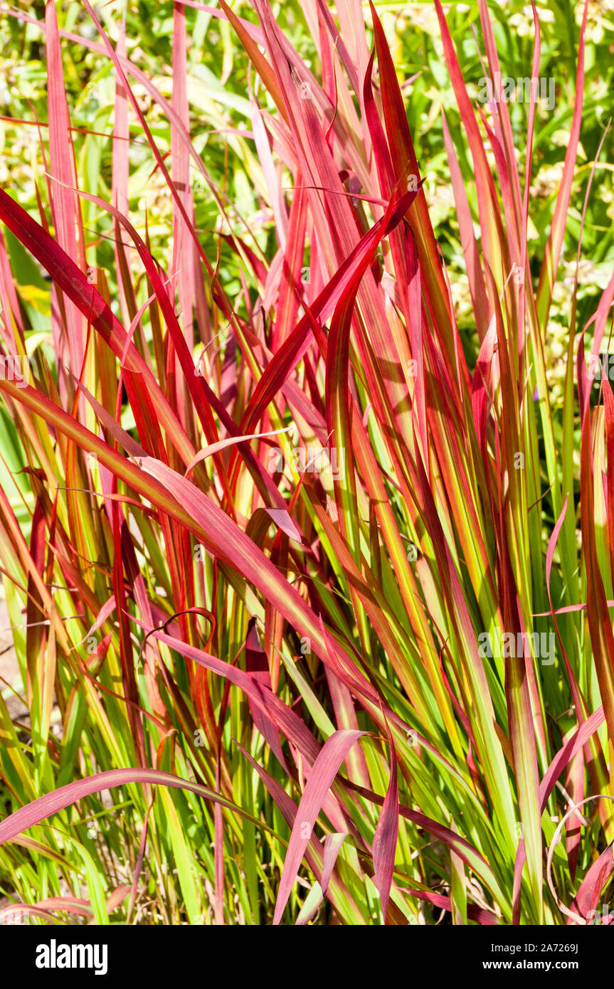 Red grasses Imperata cylindrica Rubra Red Baron. A perennial grass that ...