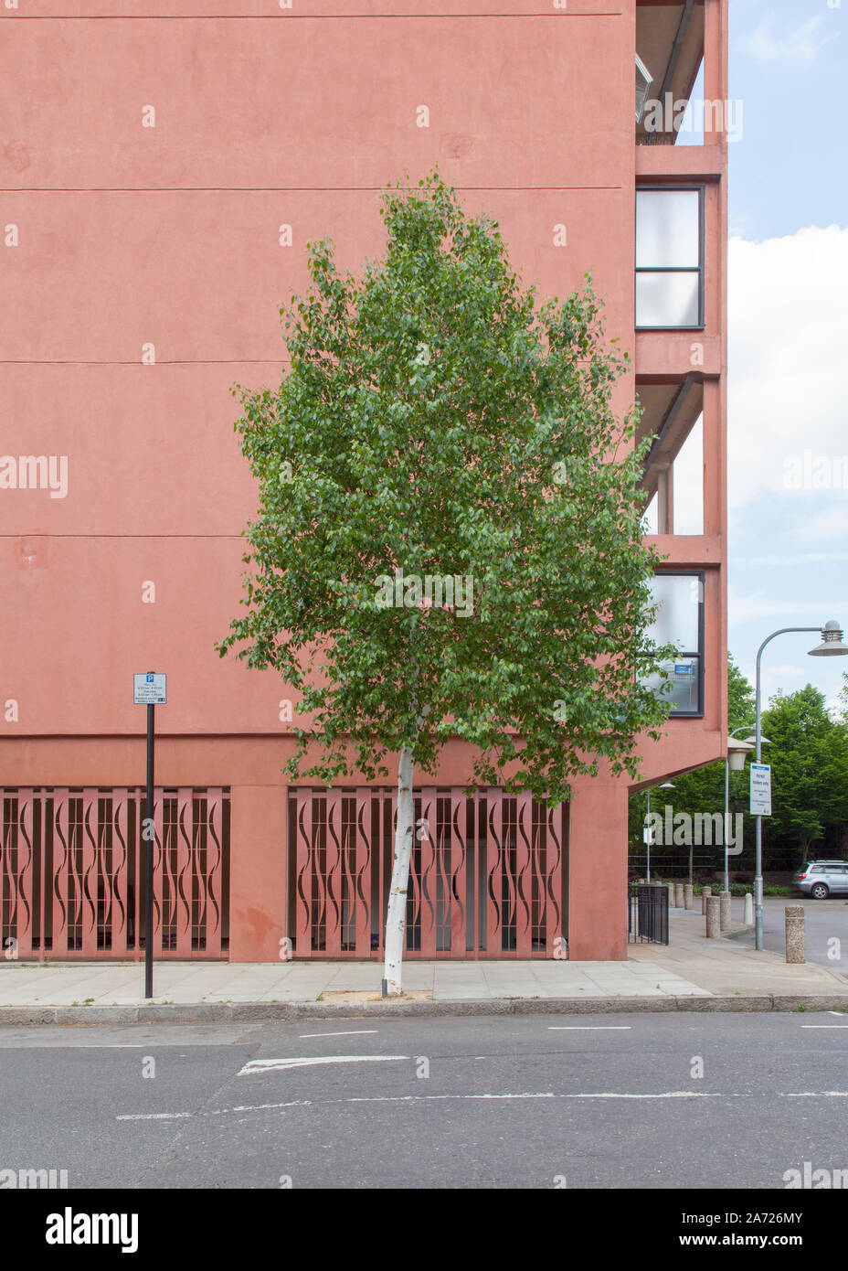 Himalayan Birch Tree High Resolution Stock Photography and Images - Alamy