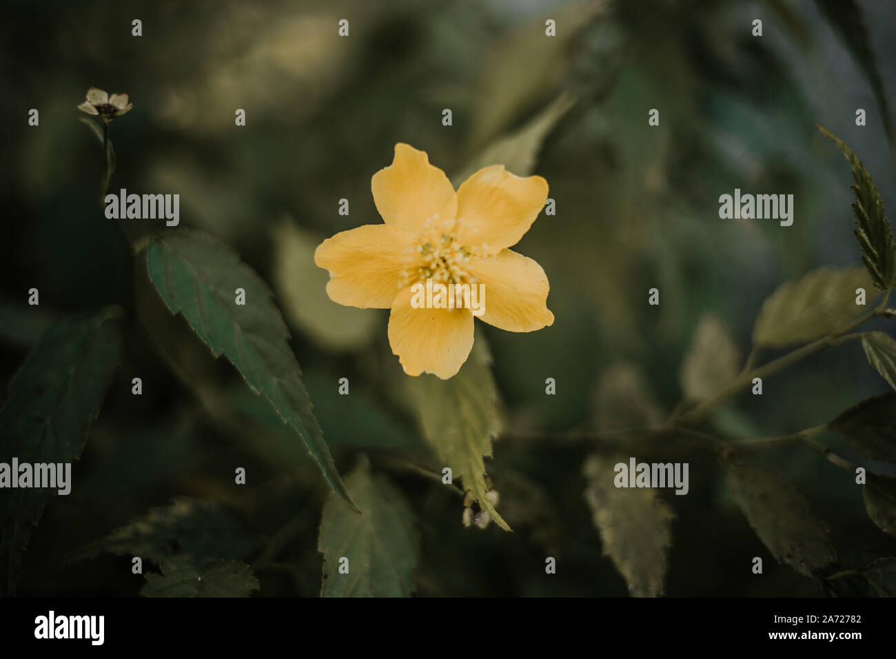The state flower of indiana hi-res stock photography and images - Alamy