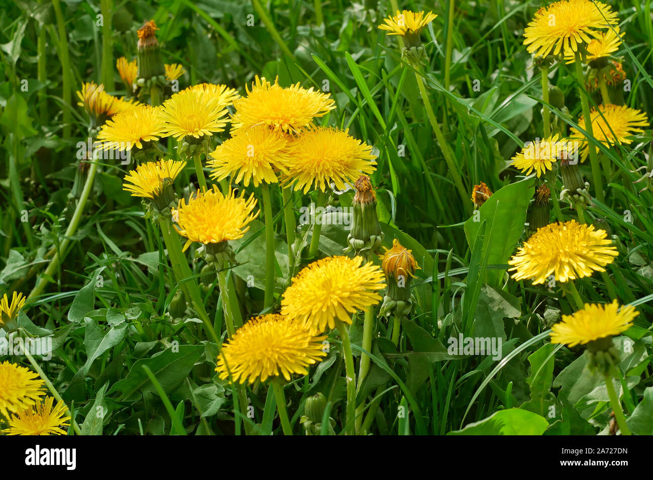 Dandelions blooms enormously on the meadow in early summer, close-up ...