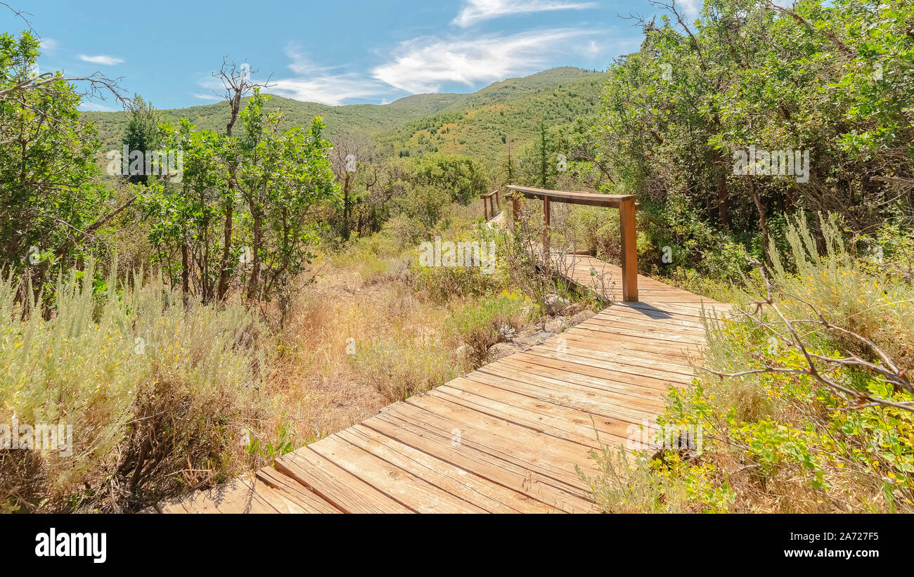 Panorama frame Wooden walkway with handrails in the forest with view of ...