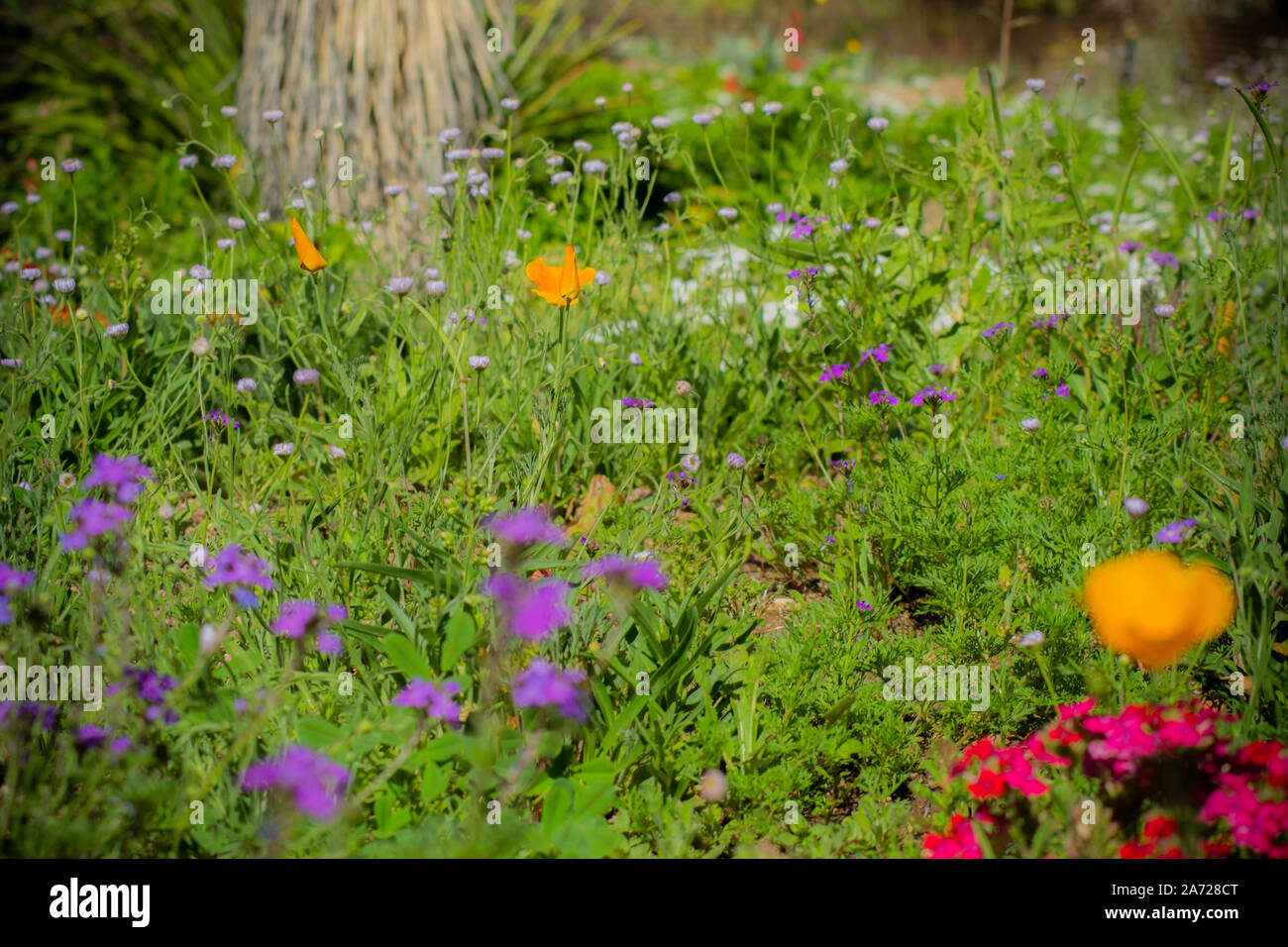 High wildflowers hi-res stock photography and images - Alamy