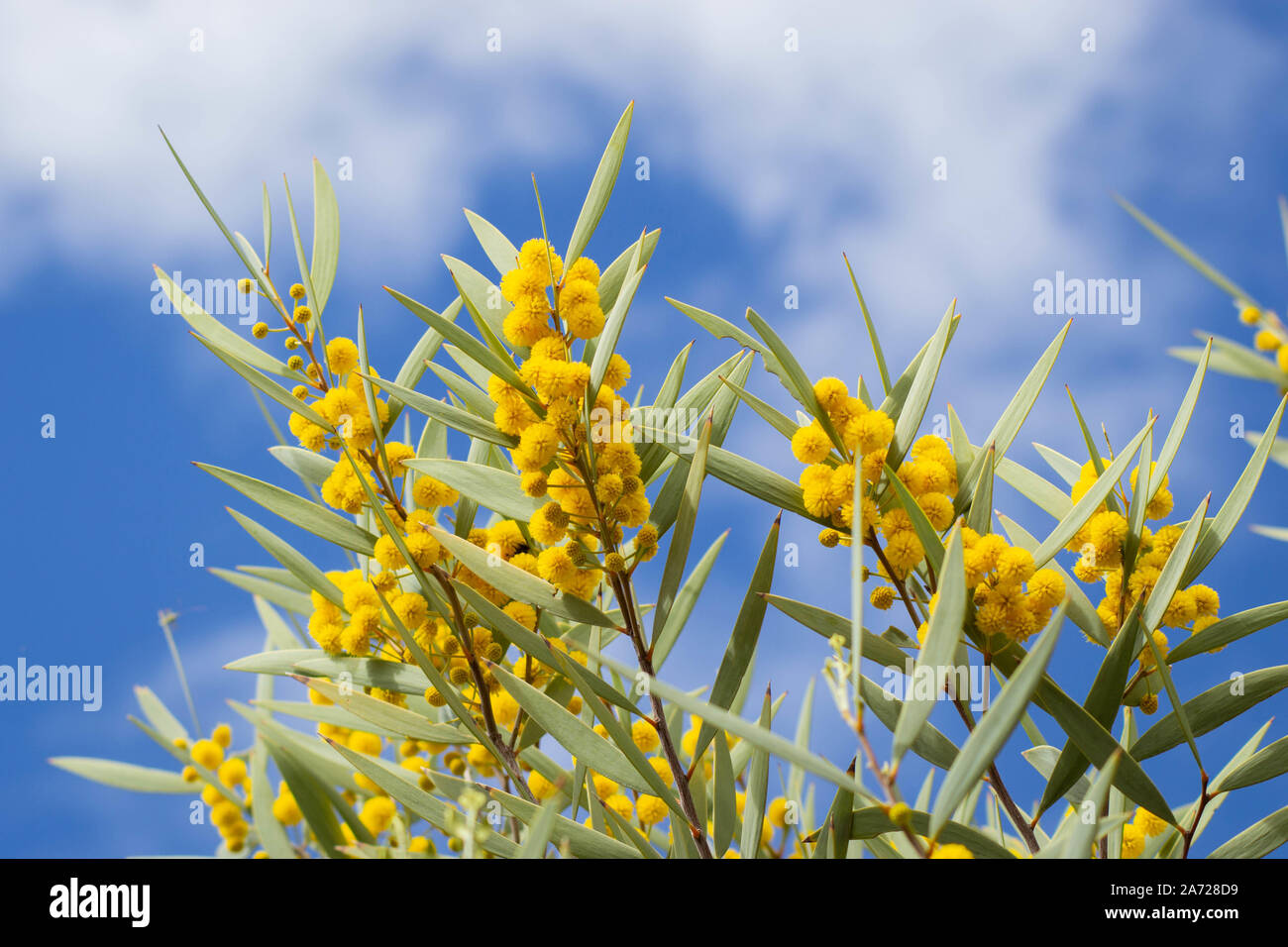Acacia Tree with Yellow Flowers, Round and Fluffy Stock Photo - Alamy