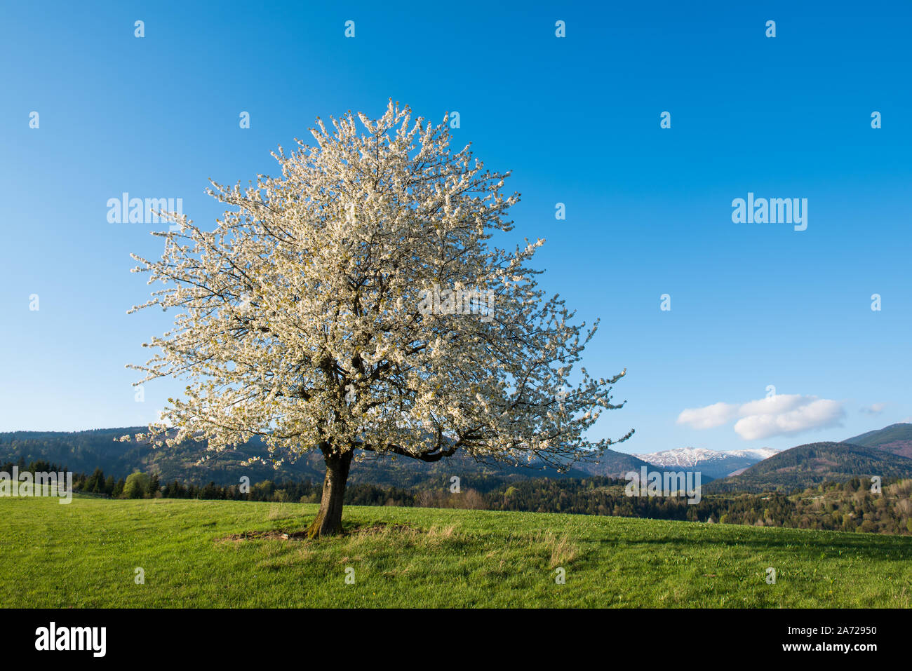Blooming Seasons of Flowering Cherry Trees, Alone Cherry Tree on Meadow ...