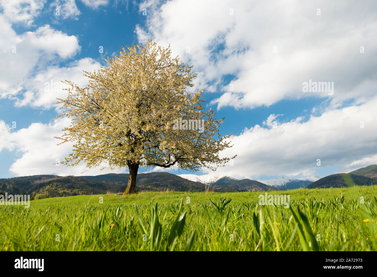 Blooming Seasons of Flowering Cherry Trees, Alone Cherry Tree on Meadow ...