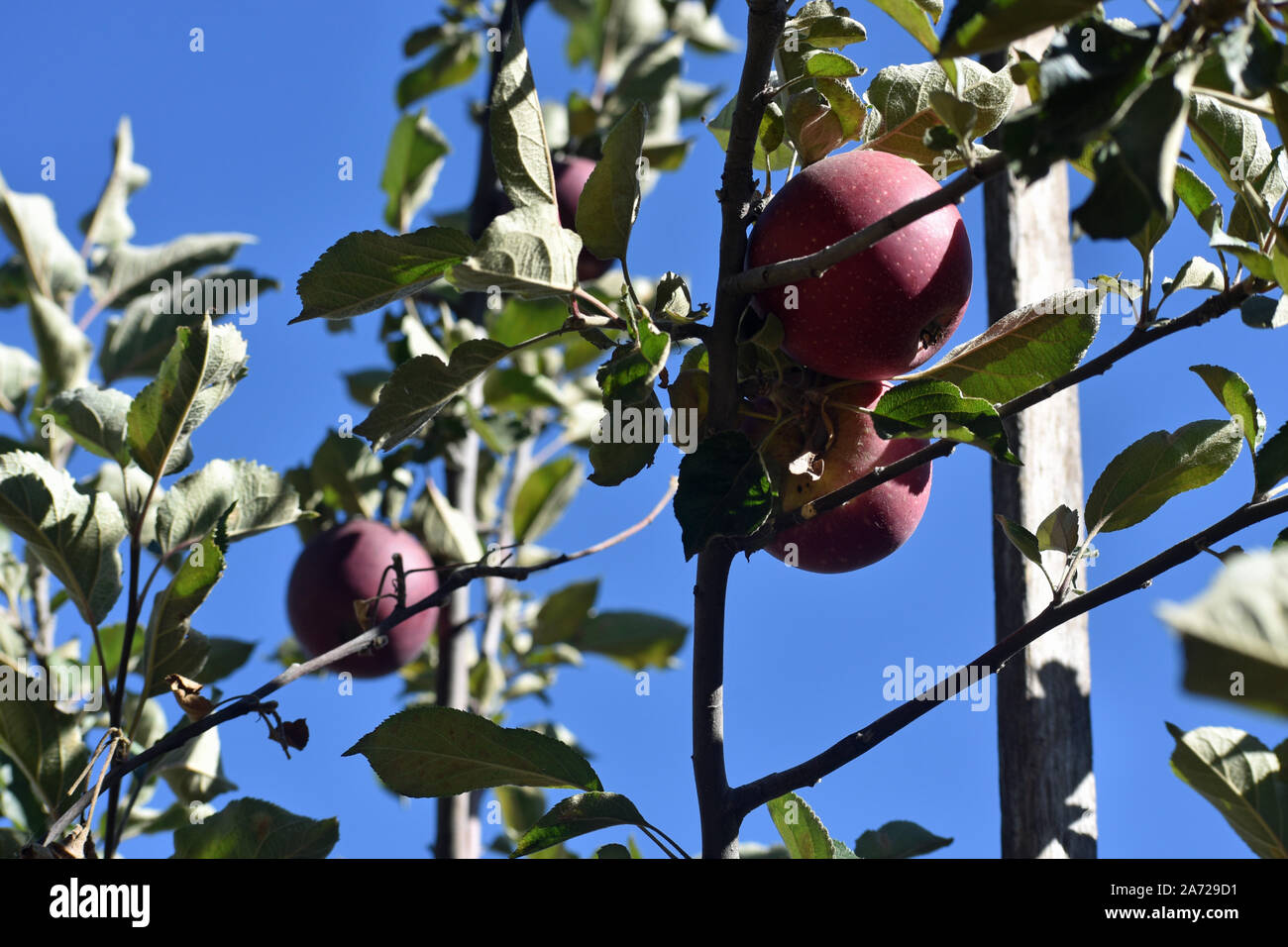 Oak glen california apples hi-res stock photography and images - Alamy