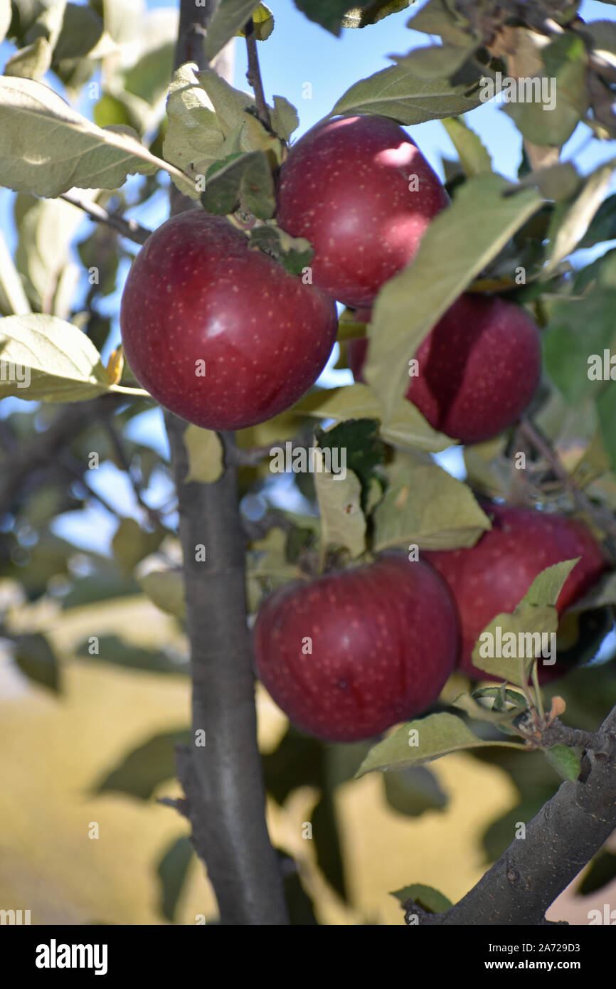 Oak glen california apples hi-res stock photography and images - Alamy