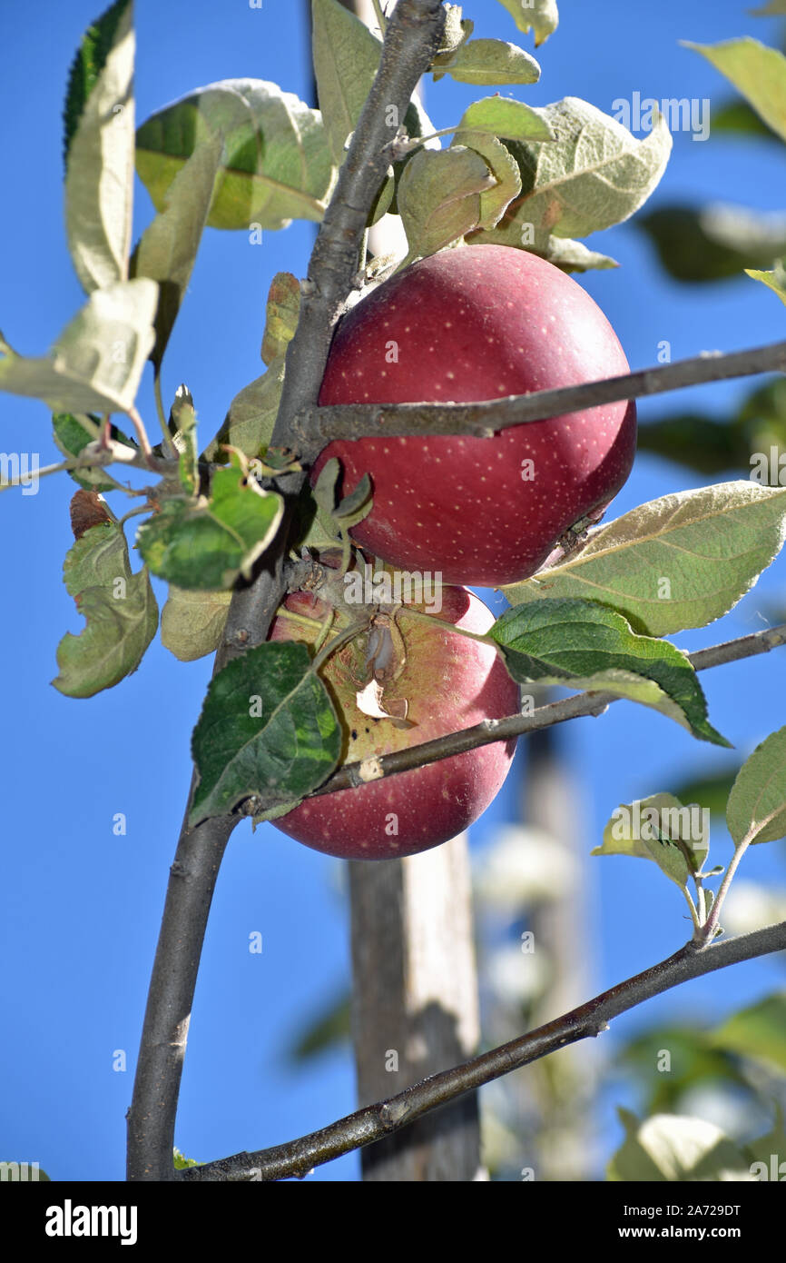 Oak glen california apples hi-res stock photography and images - Alamy