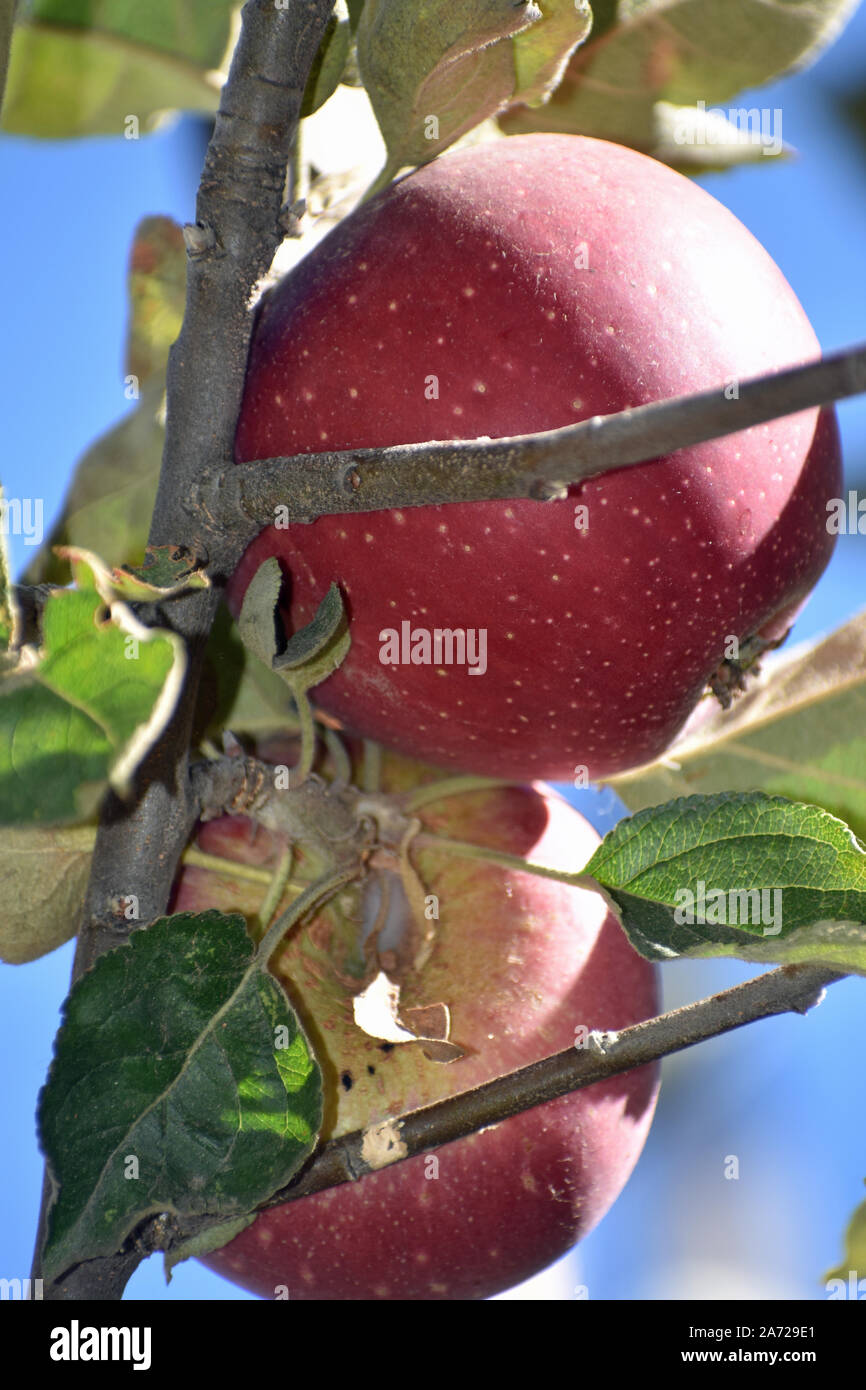 Oak glen california apples hi-res stock photography and images - Alamy