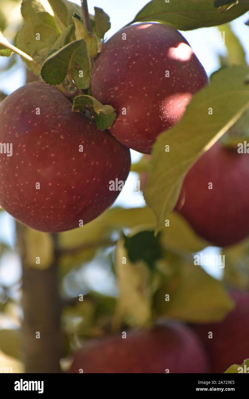 Oak glen california apples hi-res stock photography and images - Alamy
