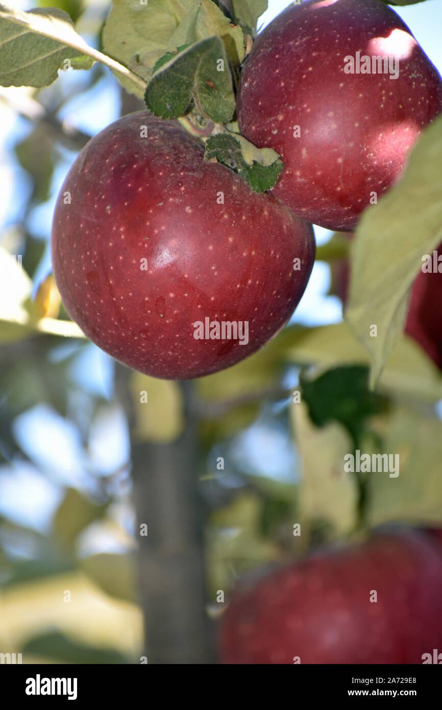 Oak glen california apples hi-res stock photography and images - Alamy
