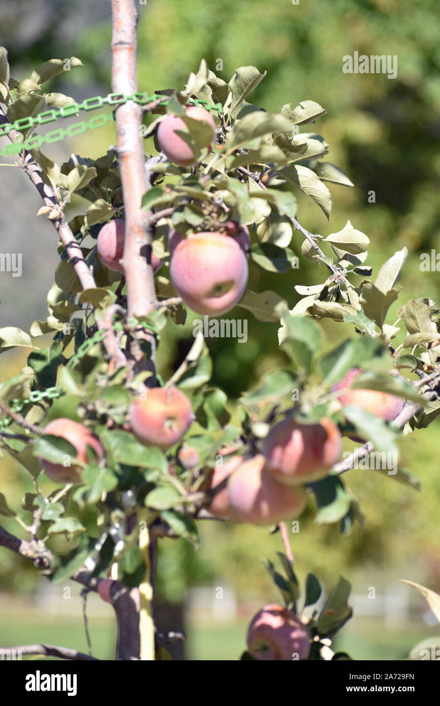 Oak glen california apples hi-res stock photography and images - Alamy