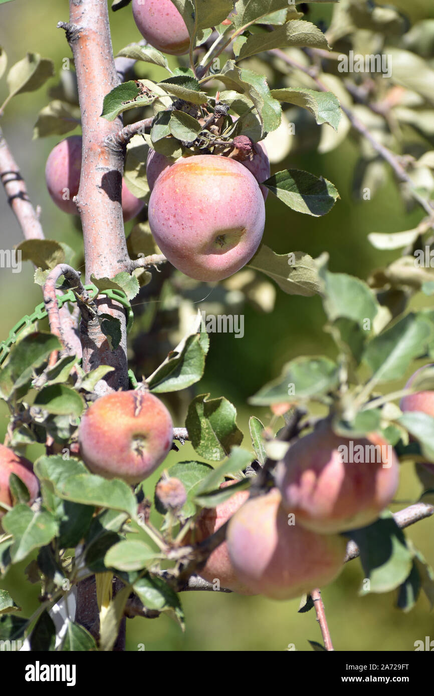 Oak glen california apples hi-res stock photography and images - Alamy