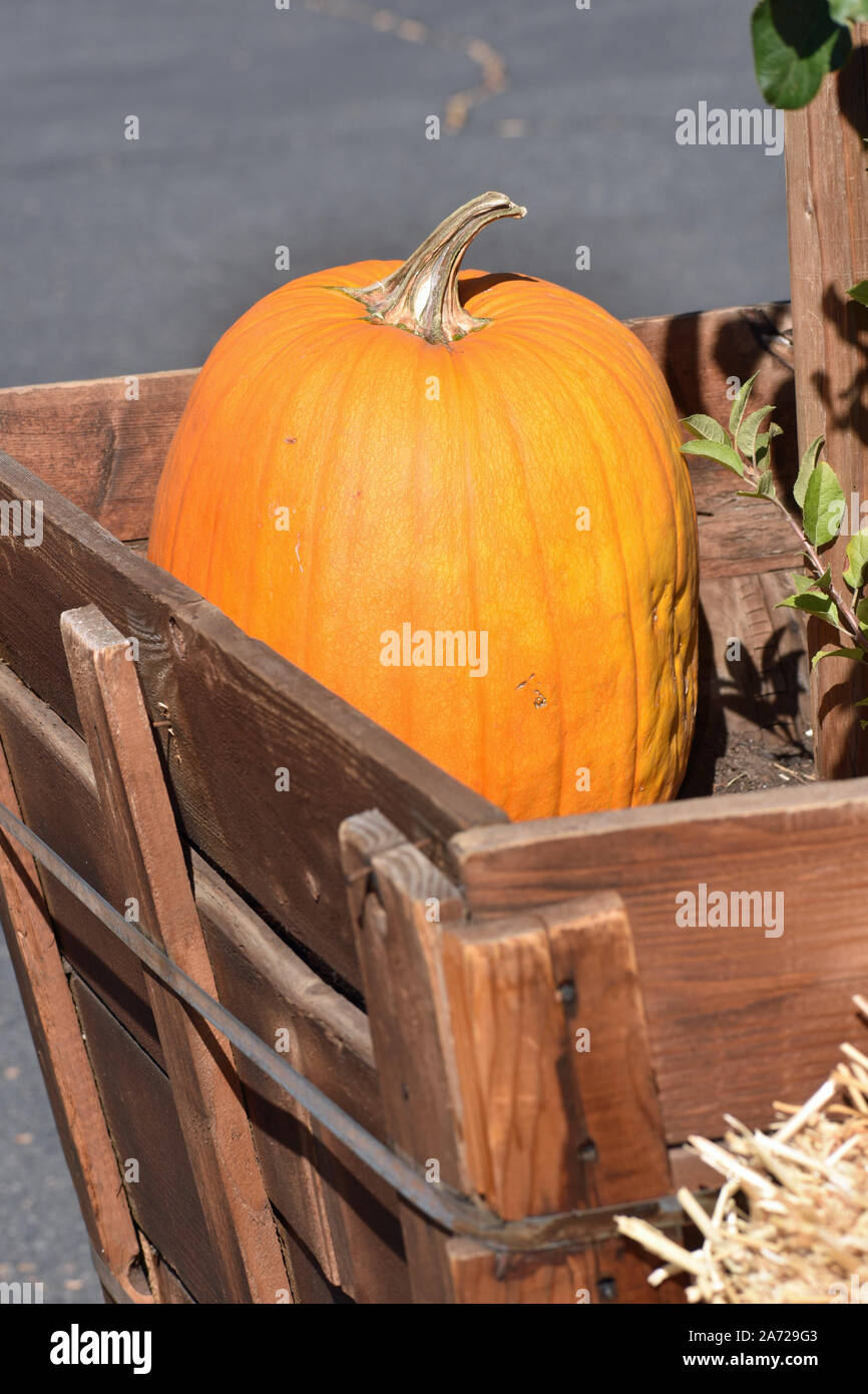Halloween planter hi-res stock photography and images - Alamy