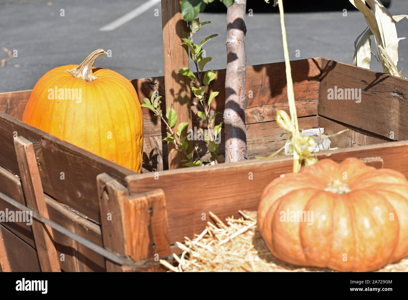 Halloween planter hi-res stock photography and images - Alamy