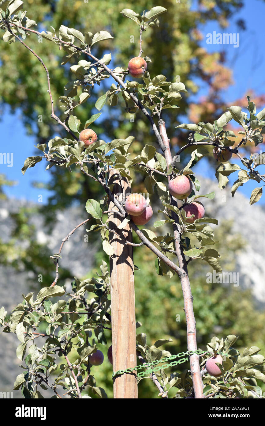 Oak glen california apples hi-res stock photography and images - Alamy
