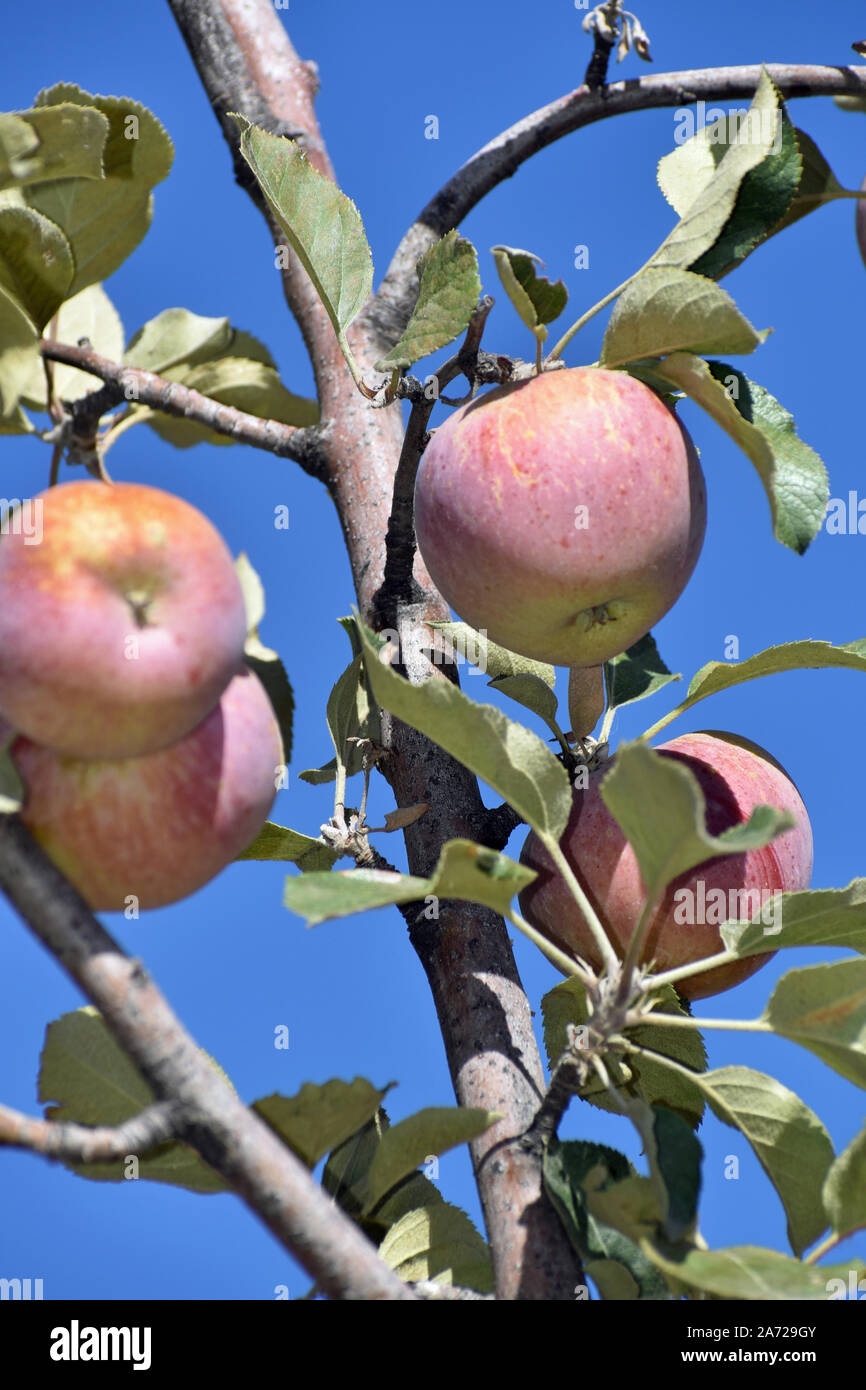 Oak glen california apples hi-res stock photography and images - Alamy