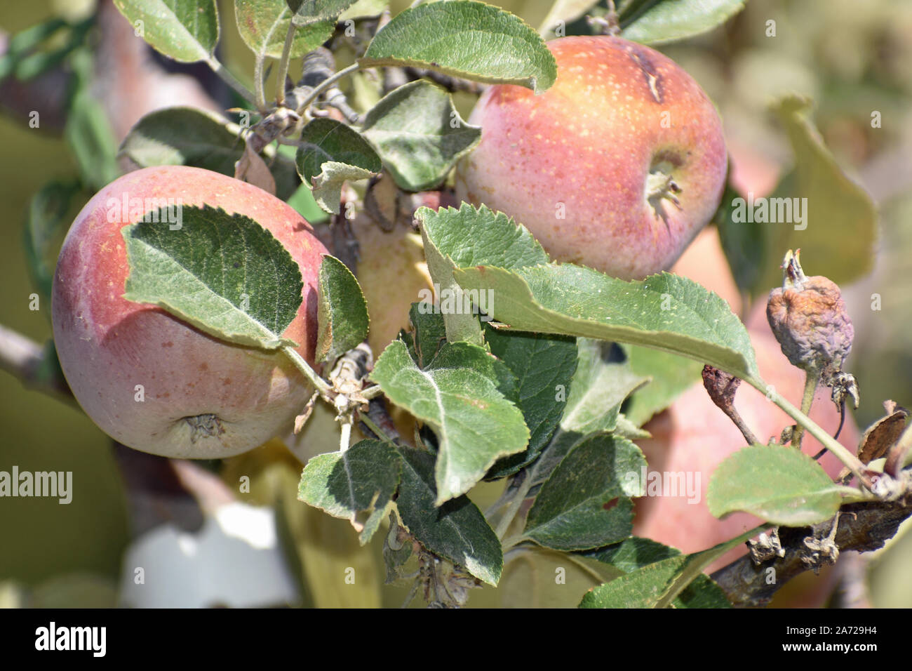 Oak glen california apples hi-res stock photography and images - Alamy