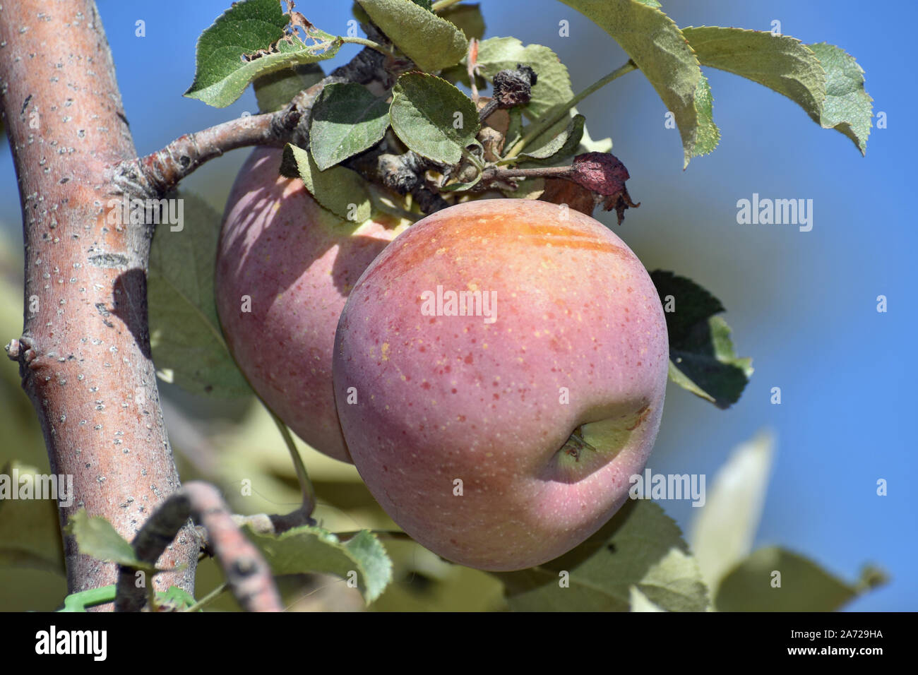Oak glen california apples hi-res stock photography and images - Alamy