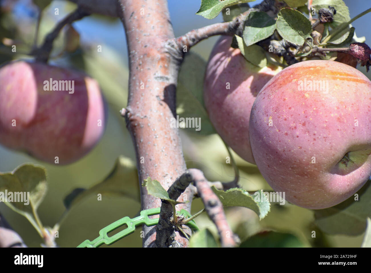 Oak glen california apples hi-res stock photography and images - Alamy