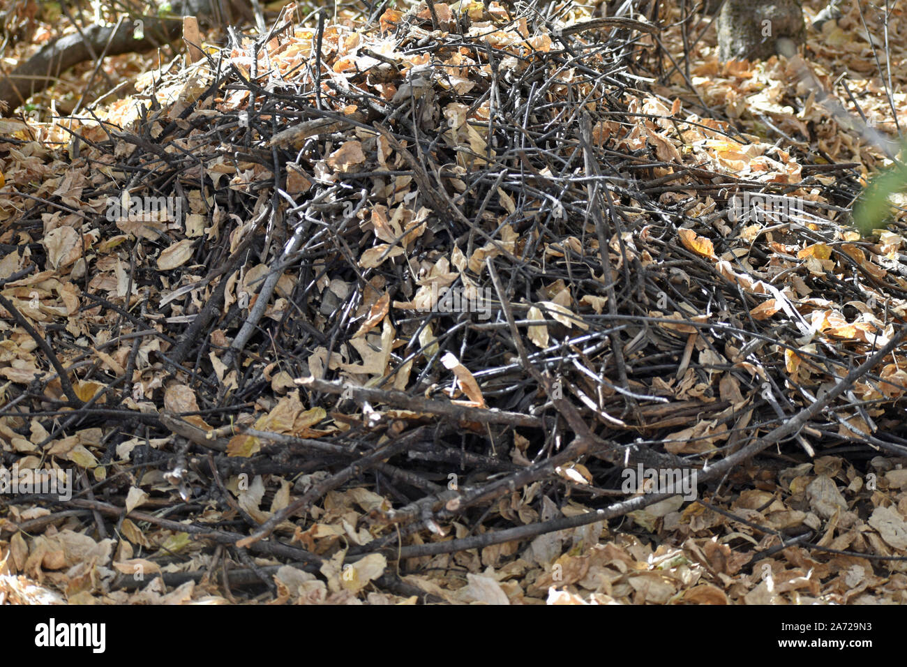 California wood rat hi-res stock photography and images - Alamy