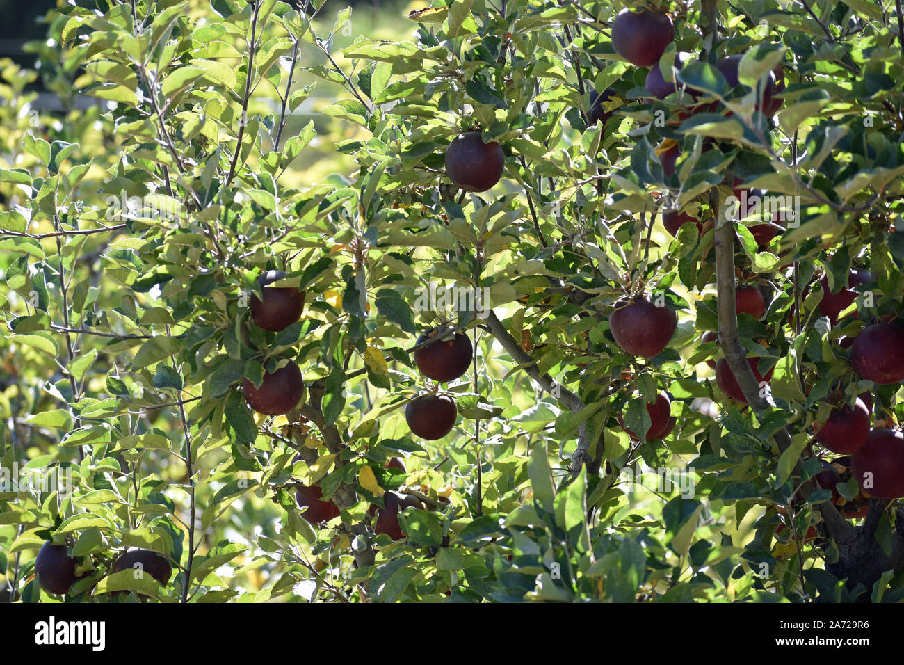 Apple Trees in an Orchard with Fruit Stock Photo - Alamy