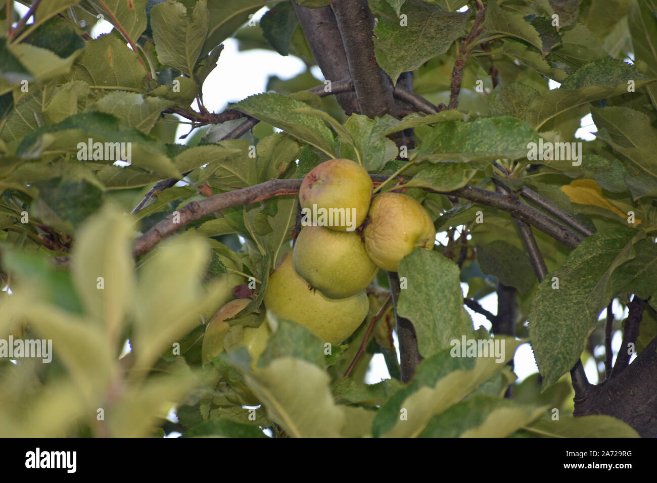 Apple tree stake hi-res stock photography and images - Alamy