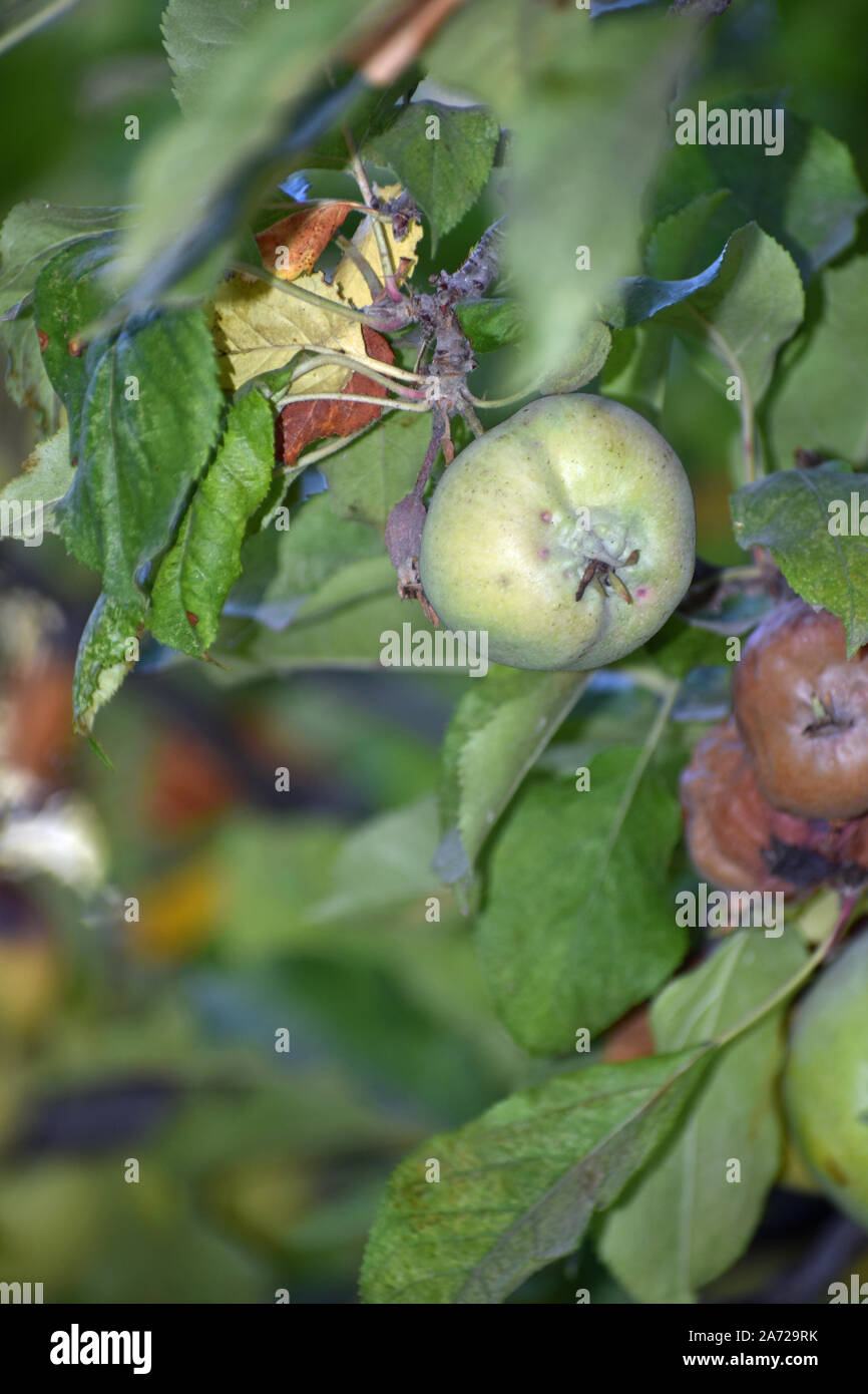 Oak glen california apples hi-res stock photography and images - Alamy