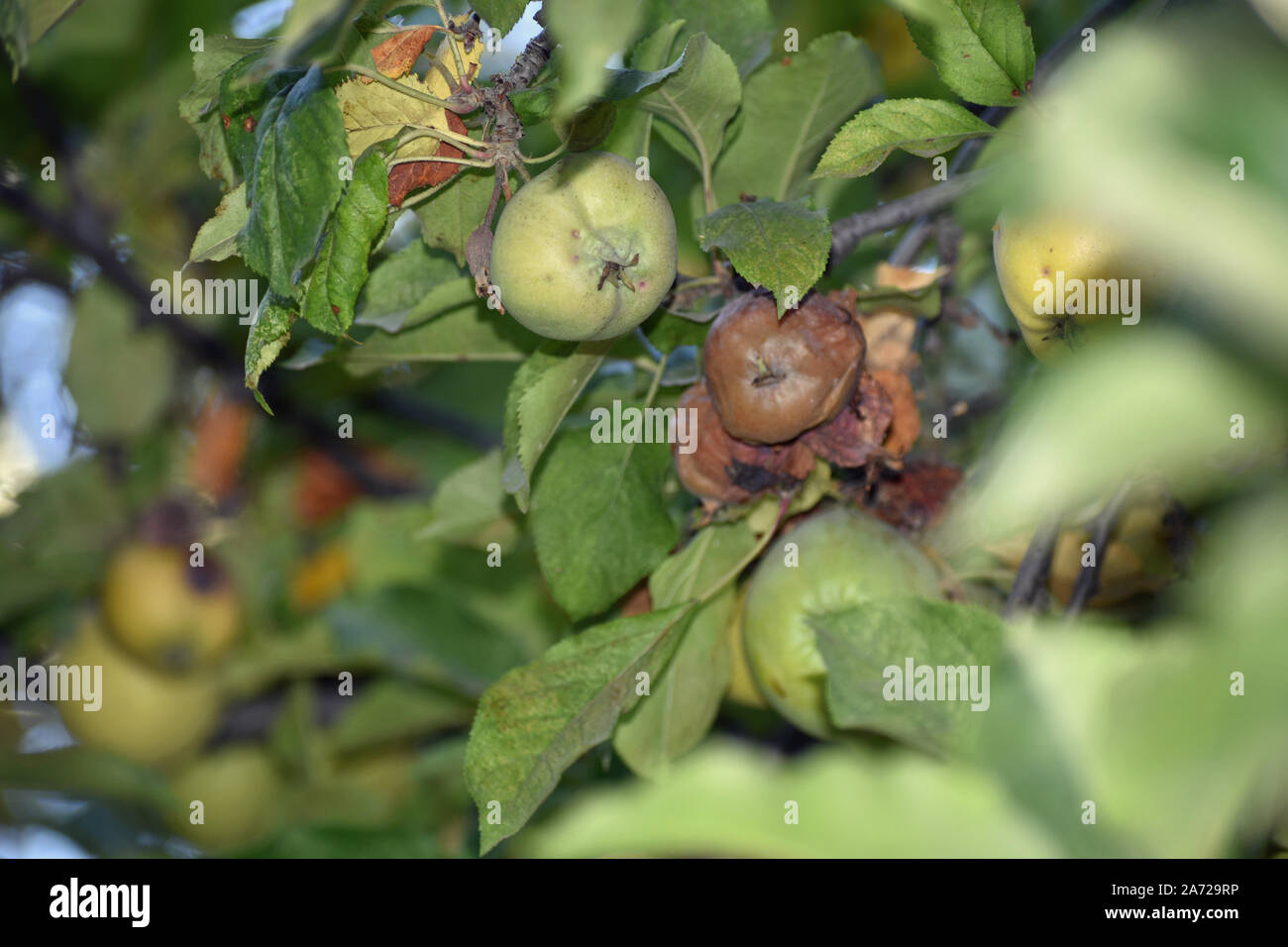 Oak glen california apples hi-res stock photography and images - Alamy